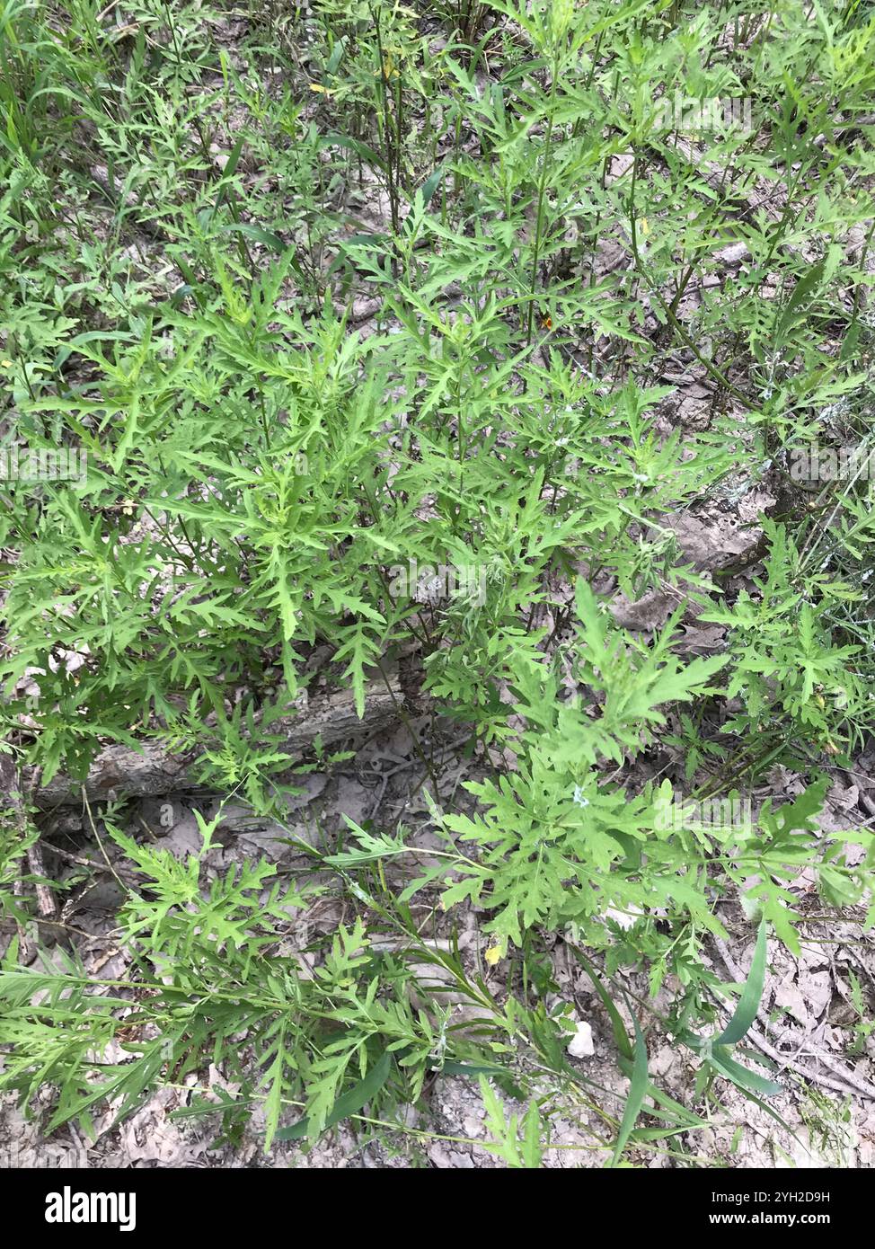 western ragweed (Ambrosia psilostachya Stock Photo - Alamy