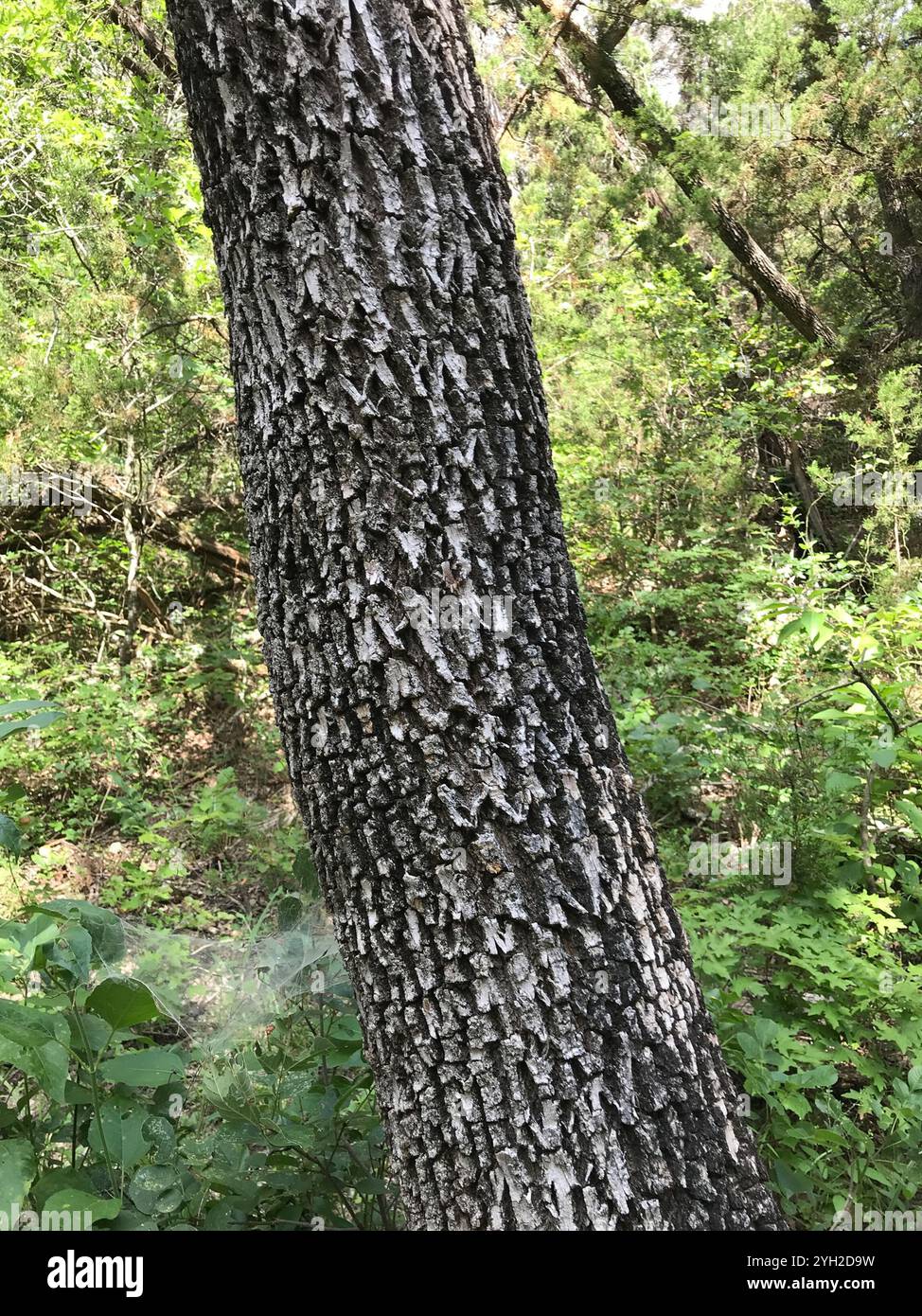 Texas ash (Fraxinus albicans Stock Photo - Alamy