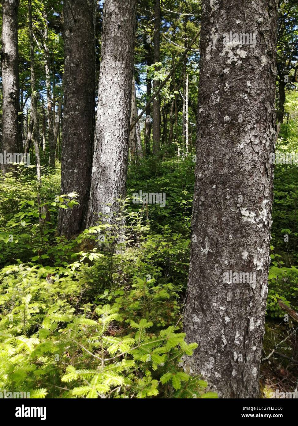 red spruce (Picea rubens Stock Photo - Alamy