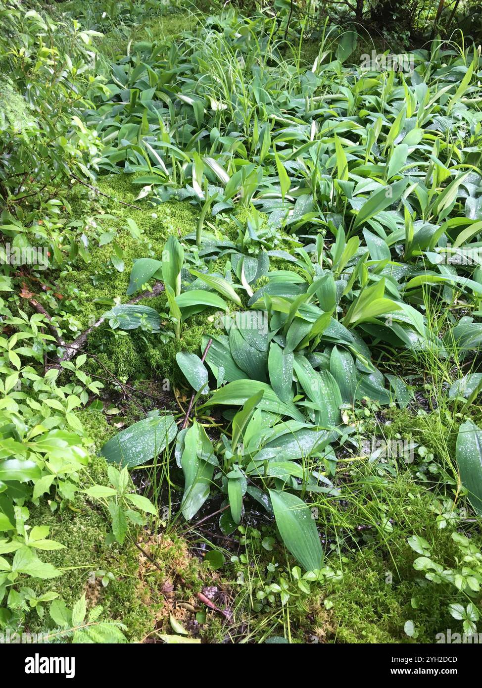 Orontium aquaticum hi-res stock photography and images - Alamy