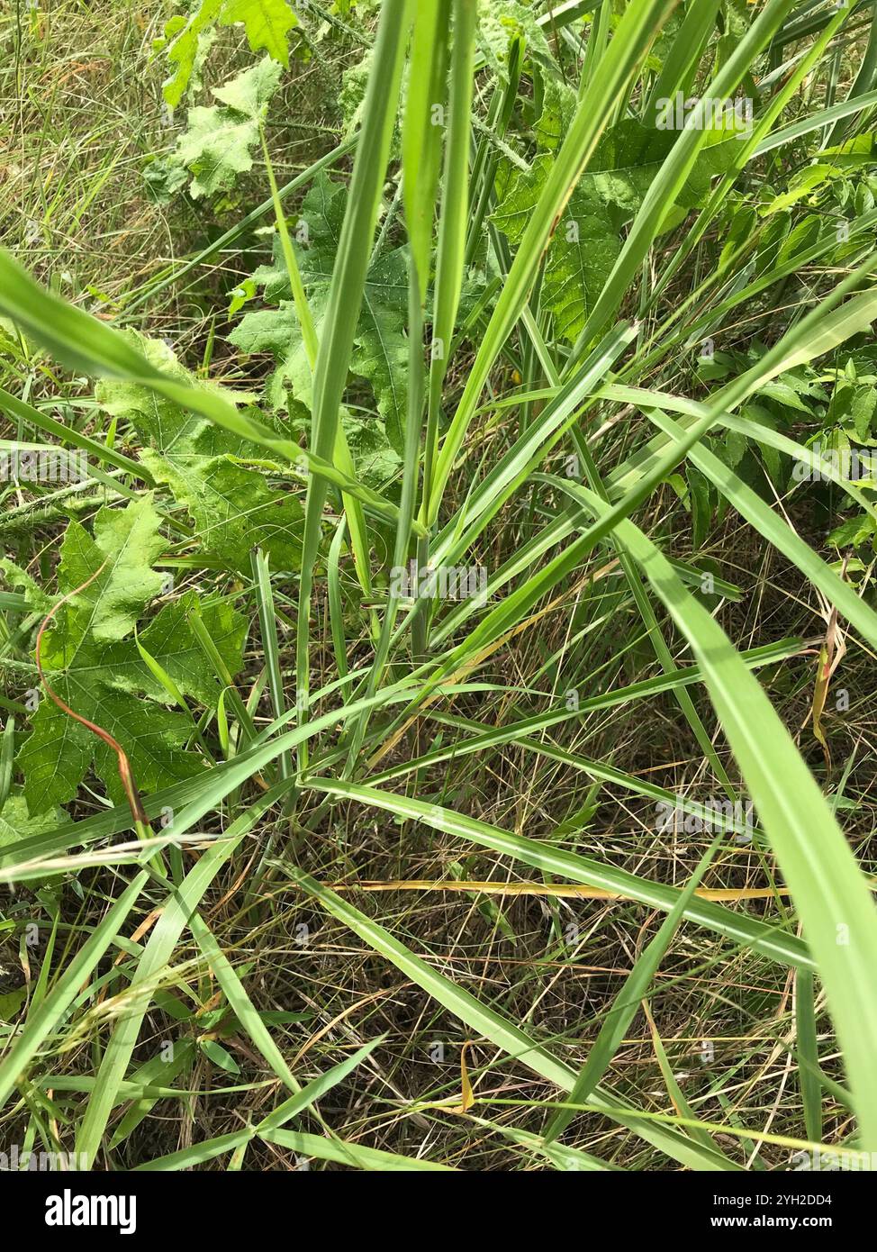 Johnson grass (Sorghum halepense Stock Photo - Alamy