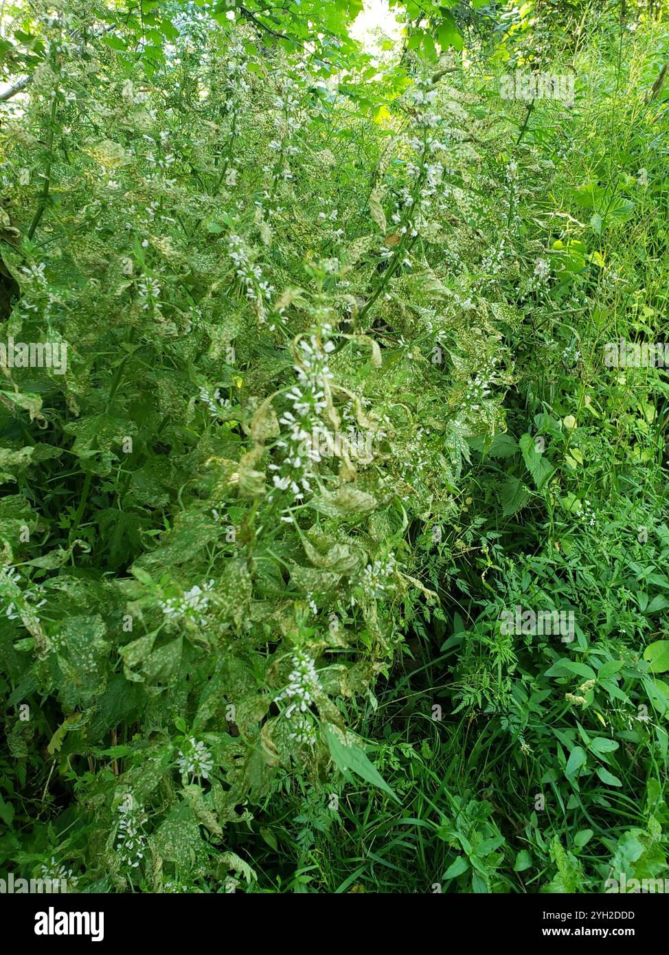 common motherwort (Leonurus cardiaca Stock Photo - Alamy