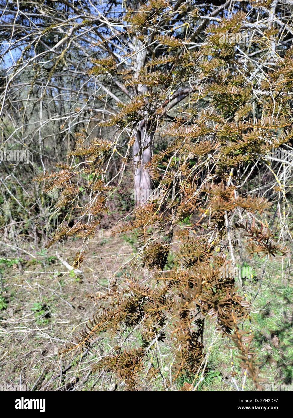 Pacific yew (Taxus brevifolia Stock Photo - Alamy