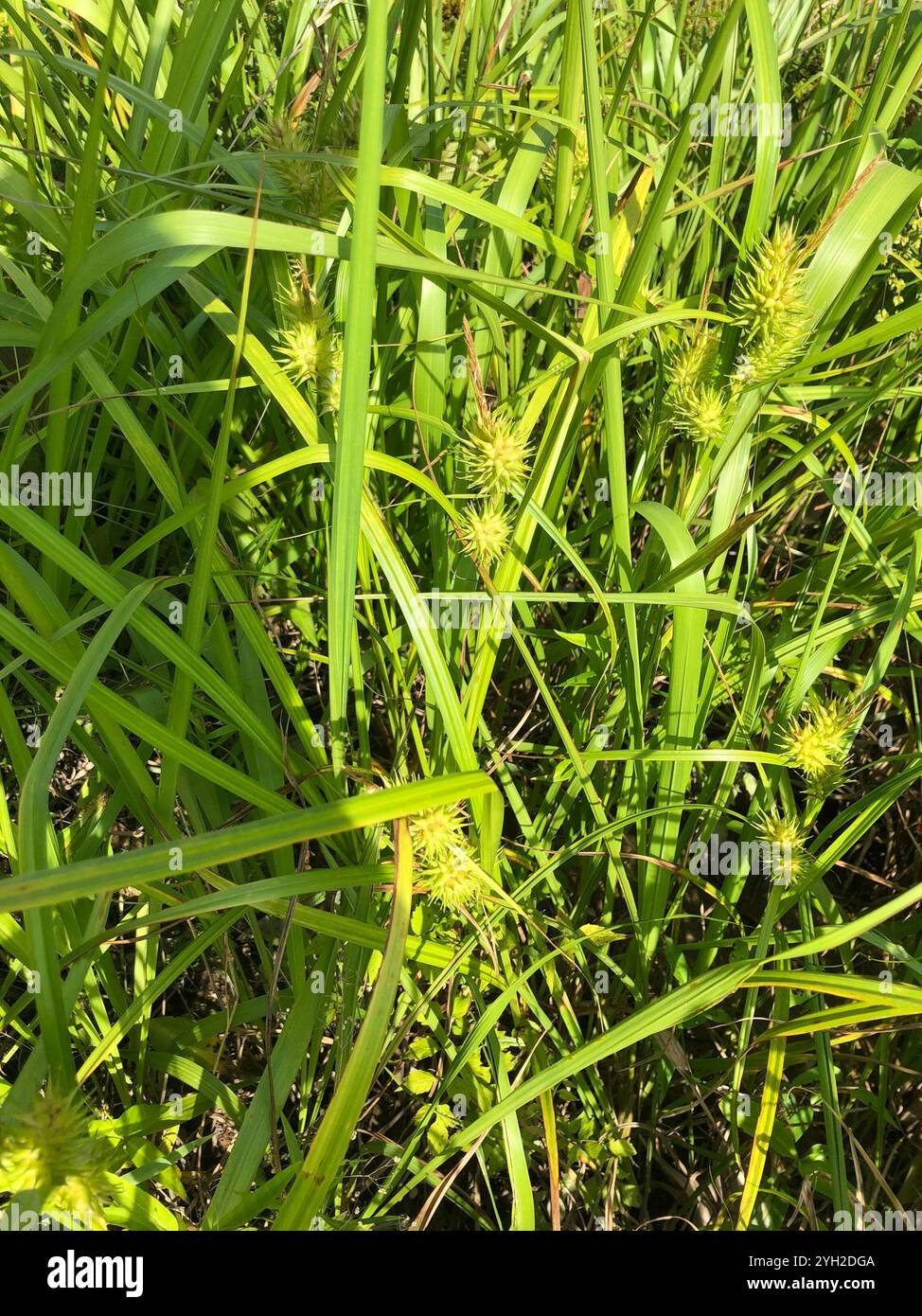 hop sedge (Carex lupulina Stock Photo - Alamy