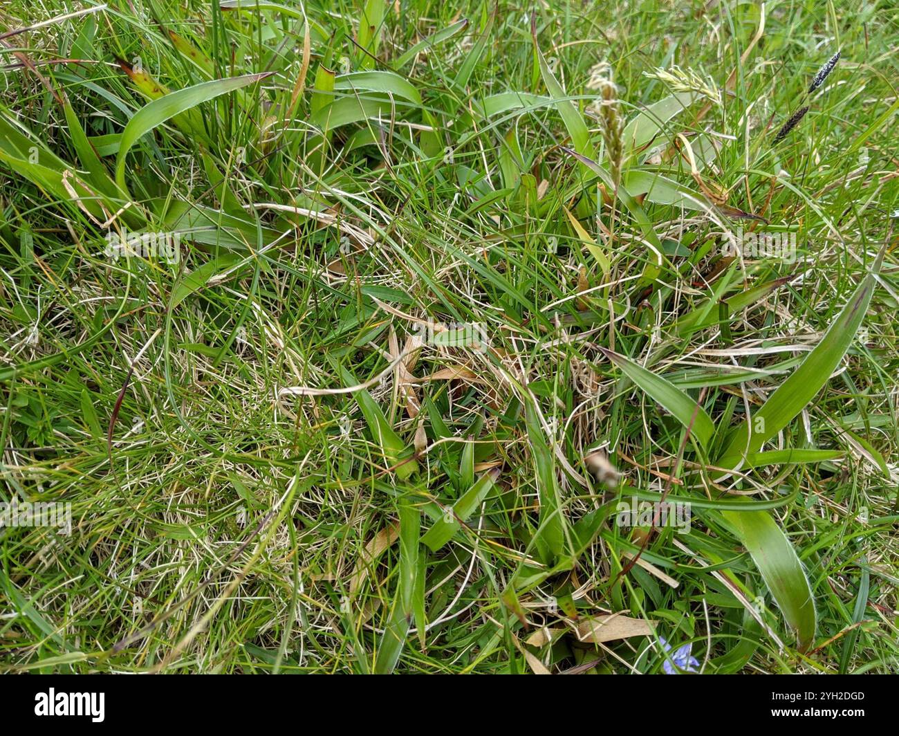Great Woodrush (Luzula sylvatica Stock Photo - Alamy