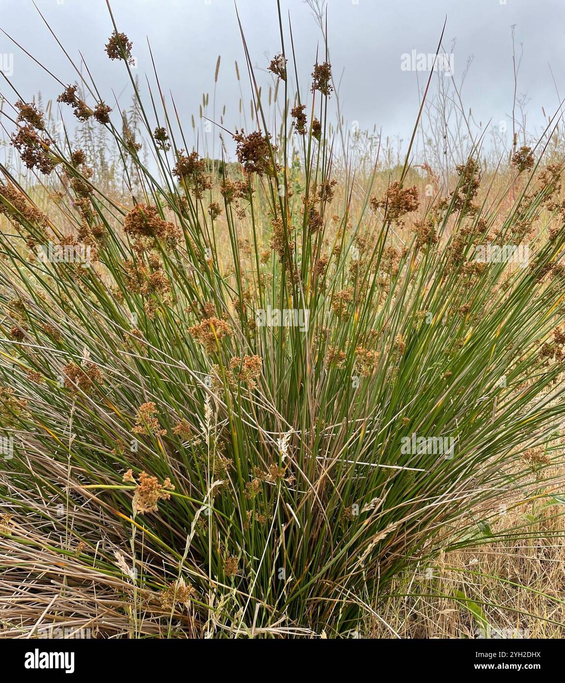 Spreading Rush (Juncus patens Stock Photo - Alamy