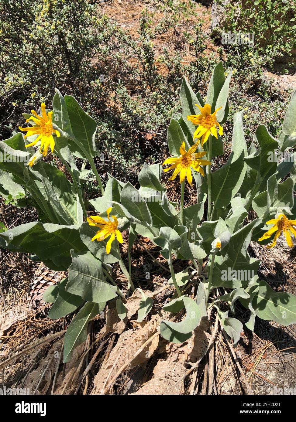 Wyethia mollis hi-res stock photography and images - Alamy