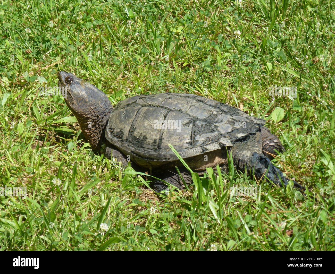 Common Snapping Turtle (Chelydra serpentina Stock Photo - Alamy