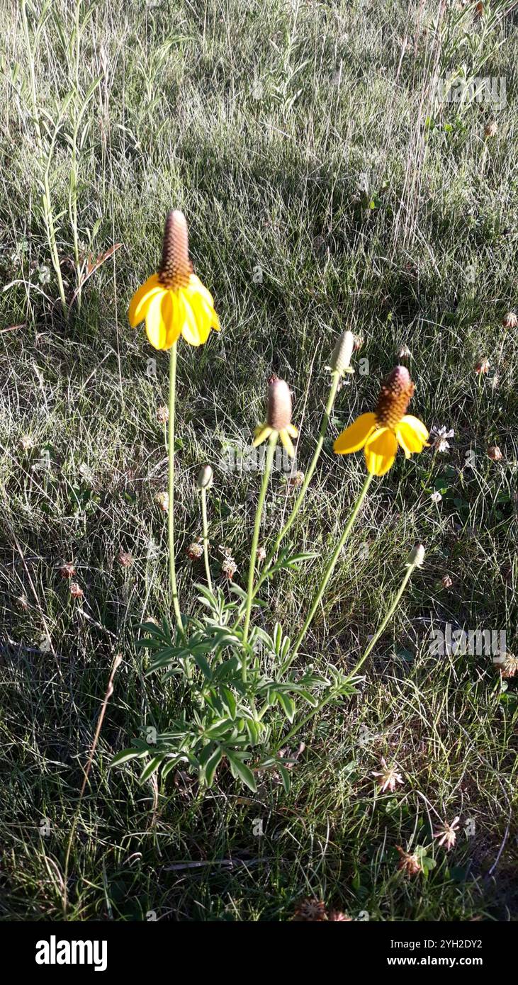 upright prairie coneflower (Ratibida columnifera Stock Photo - Alamy