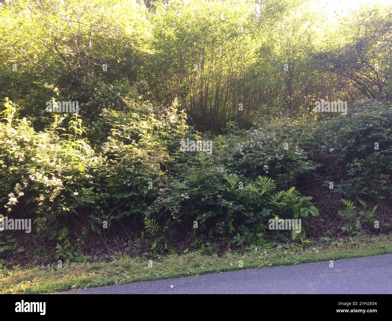 Pensilvanicus hi-res stock photography and images - Alamy