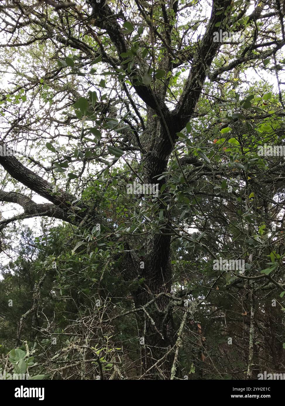 Texas live oak (Quercus fusiformis Stock Photo - Alamy