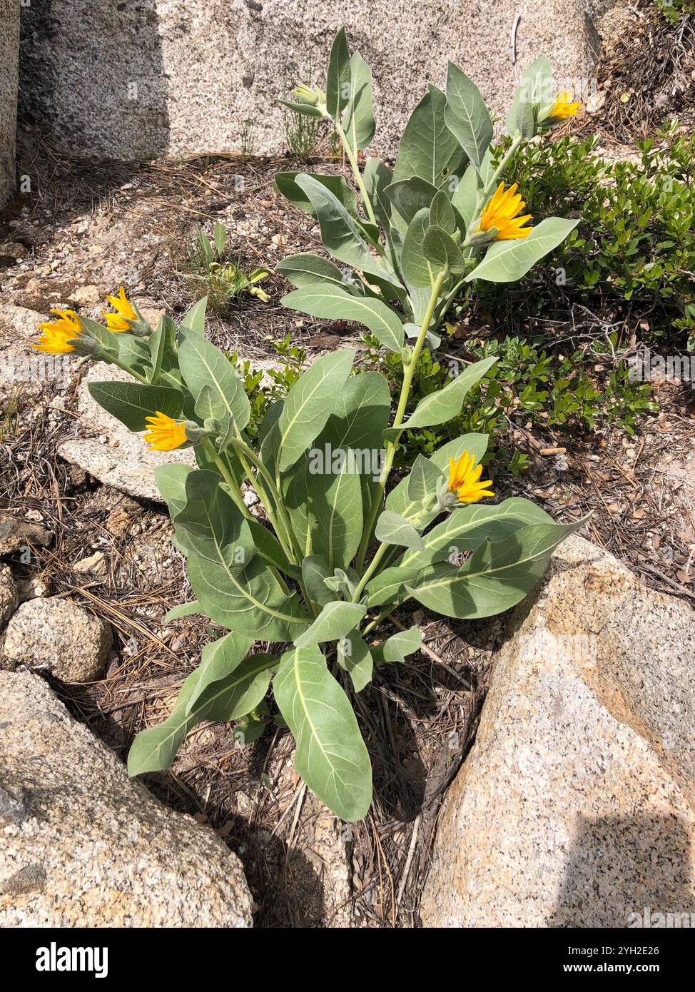 Woolly wyethia hi-res stock photography and images - Alamy
