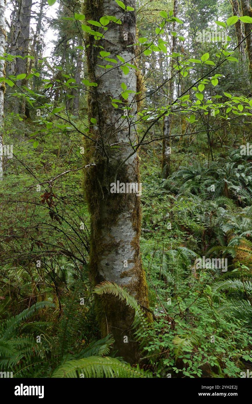 Red Alder (Alnus rubra Stock Photo - Alamy