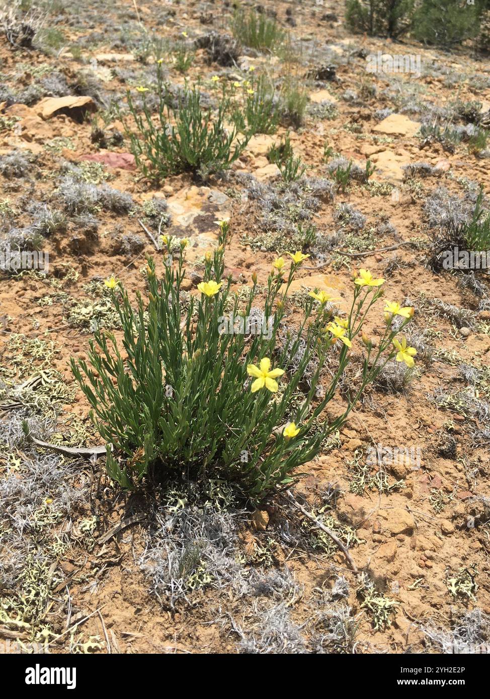 rough menodora (Menodora scabra Stock Photo - Alamy