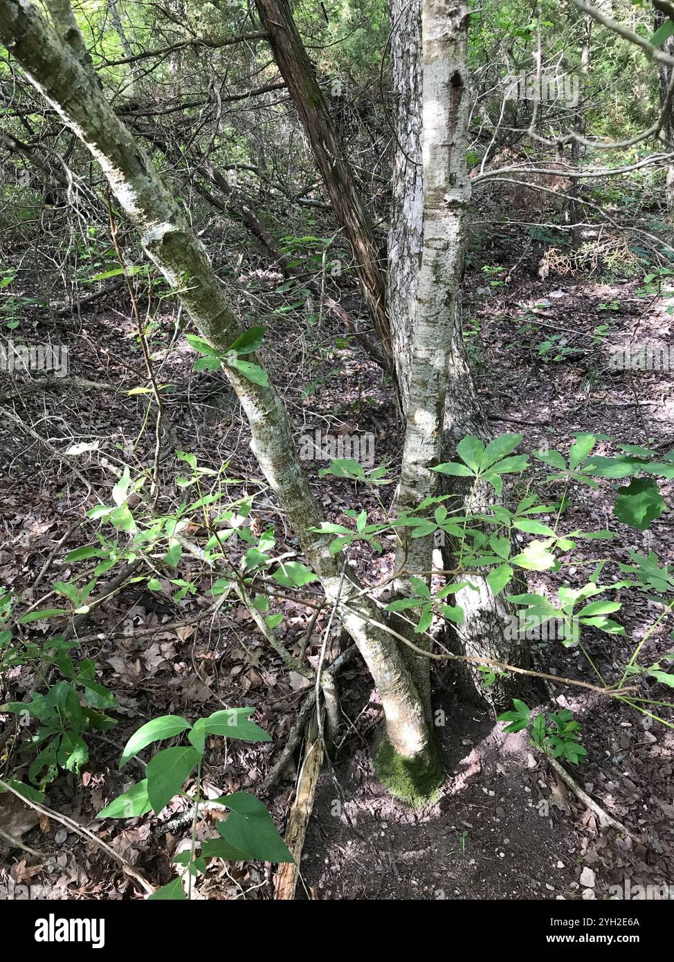 Buckley's oak (Quercus buckleyi Stock Photo - Alamy