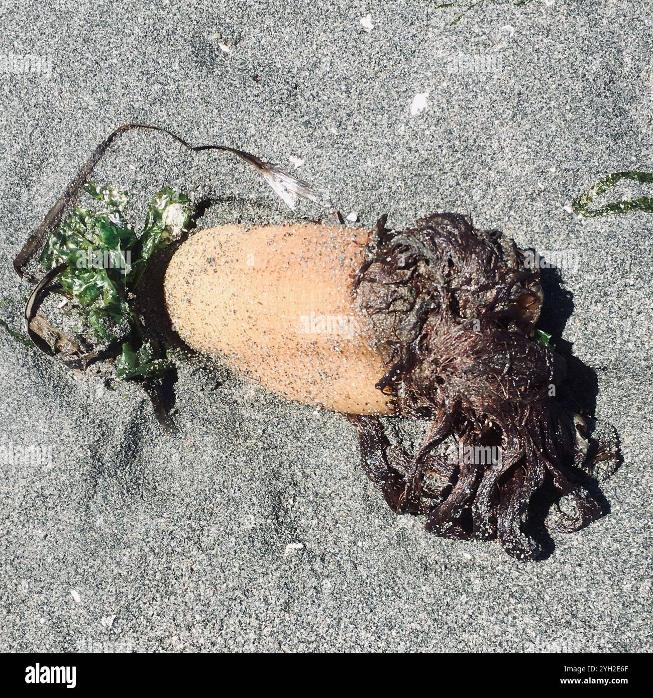 Pacific geoduck hi-res stock photography and images - Alamy