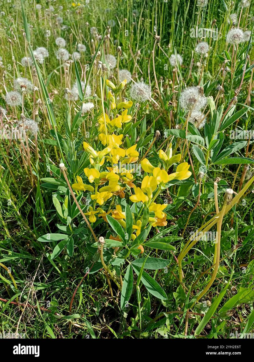 lanceleaf thermopsis (Thermopsis lanceolata Stock Photo - Alamy