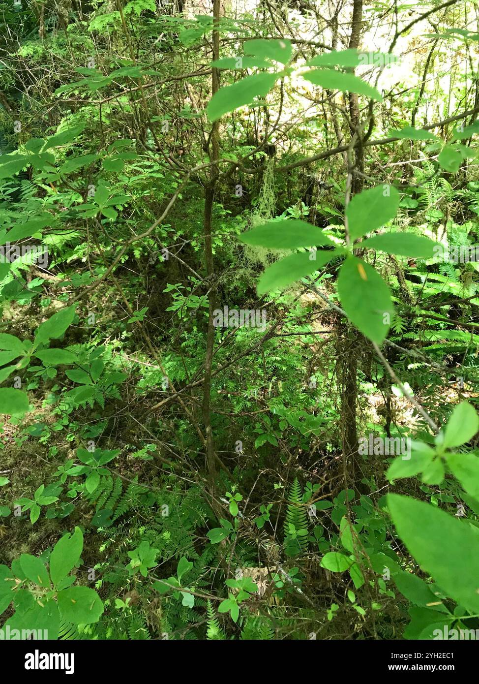mock azalea (Rhododendron menziesii Stock Photo - Alamy