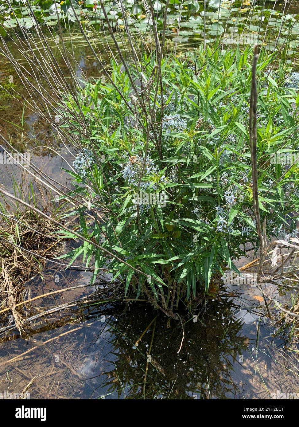 Ozark Bluestar (Amsonia illustris Stock Photo - Alamy