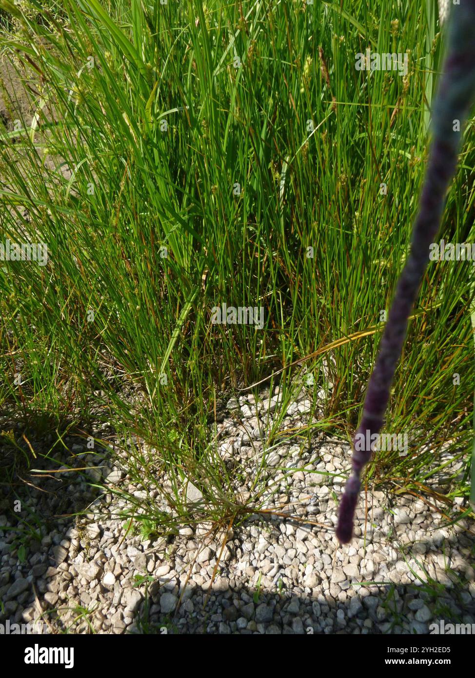 Flattened Rush (Juncus compressus Stock Photo - Alamy