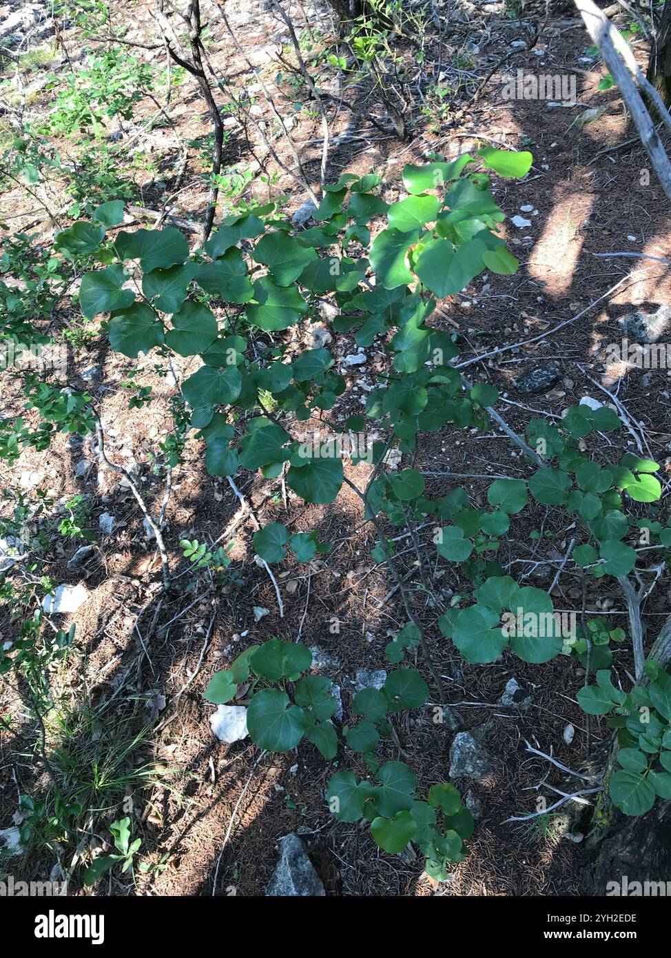 Texas redbud (Cercis canadensis texensis Stock Photo - Alamy