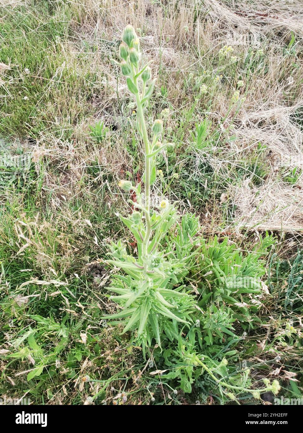 Madia sativa hi-res stock photography and images - Alamy