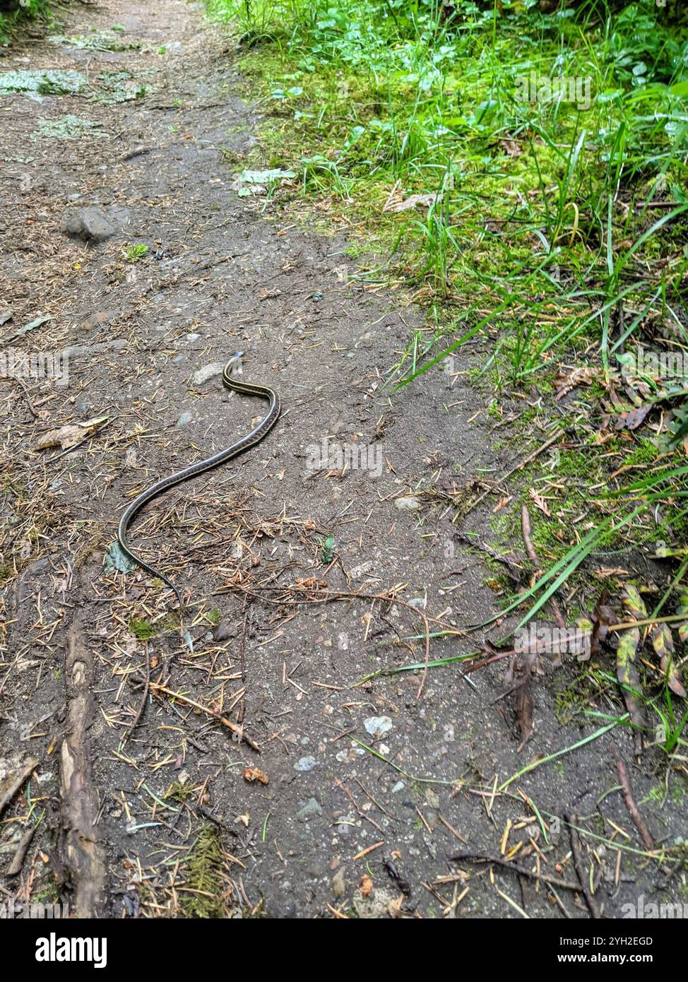 Valley garter snake hi-res stock photography and images - Alamy