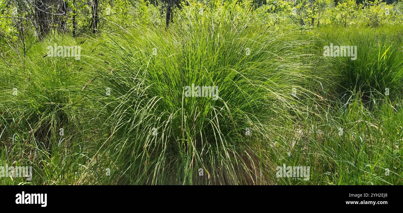 Slender tufted sedge carex acuta hi-res stock photography and images ...