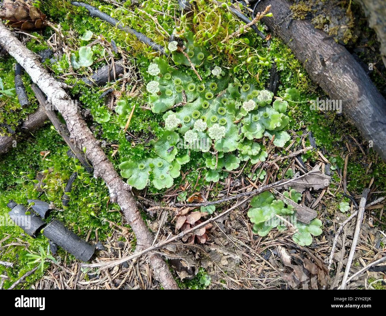 Common Liverwort (Marchantia polymorpha Stock Photo - Alamy