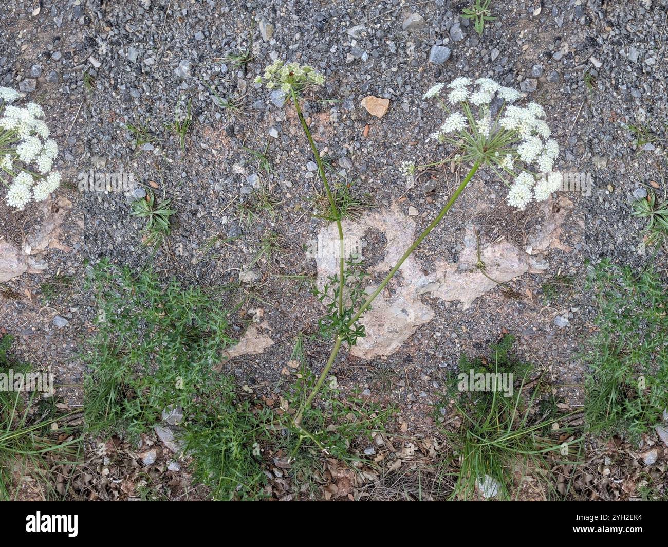 Laserpitium sermountain hi-res stock photography and images - Alamy