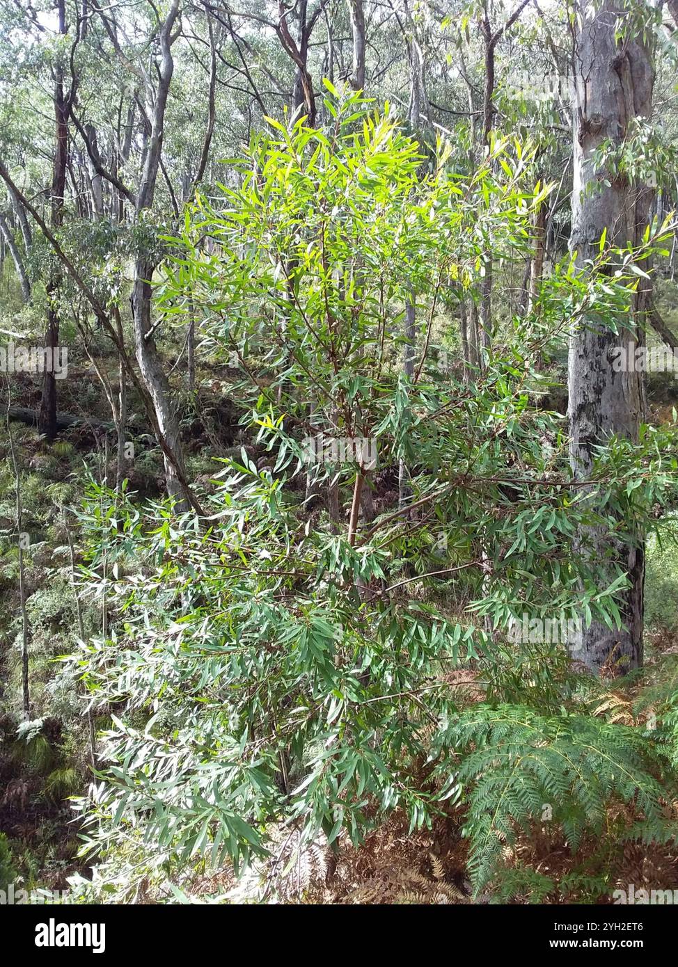 Hakea salicifolia hi-res stock photography and images - Alamy