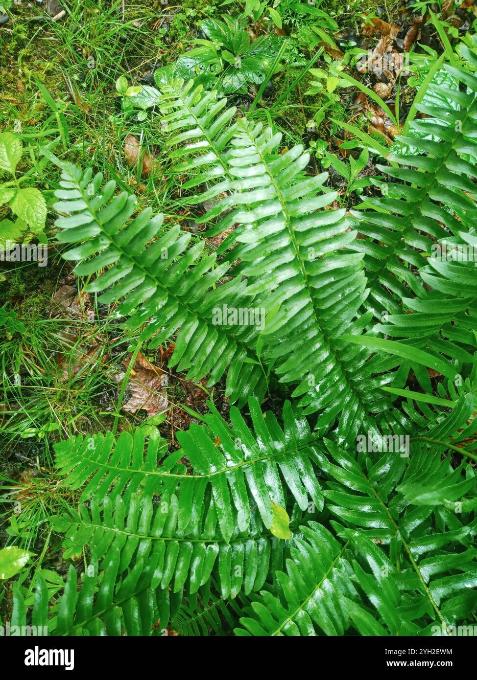 Christmas fern (Polystichum acrostichoides Stock Photo - Alamy