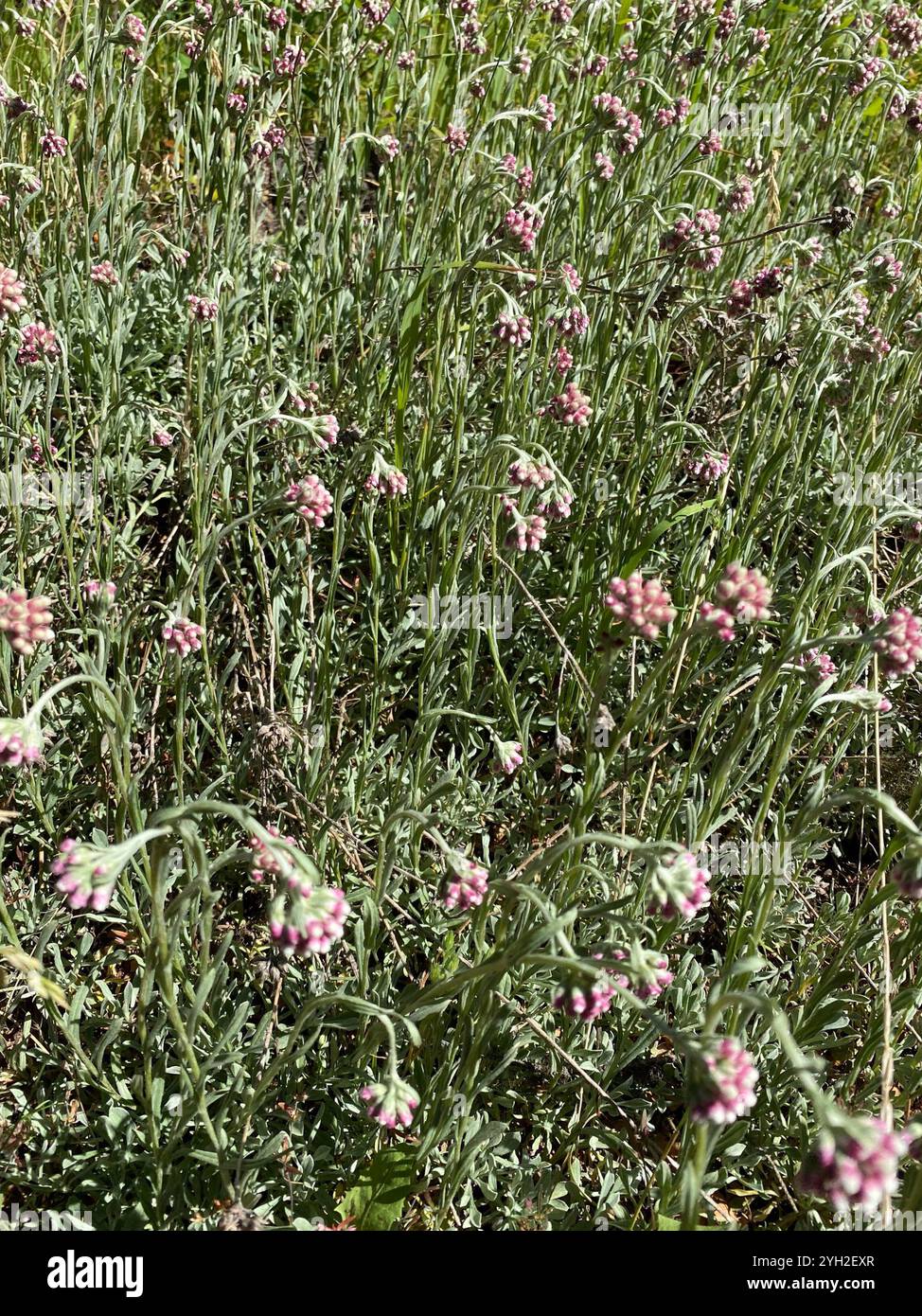 Rosy Pussytoes (Antennaria rosea Stock Photo - Alamy