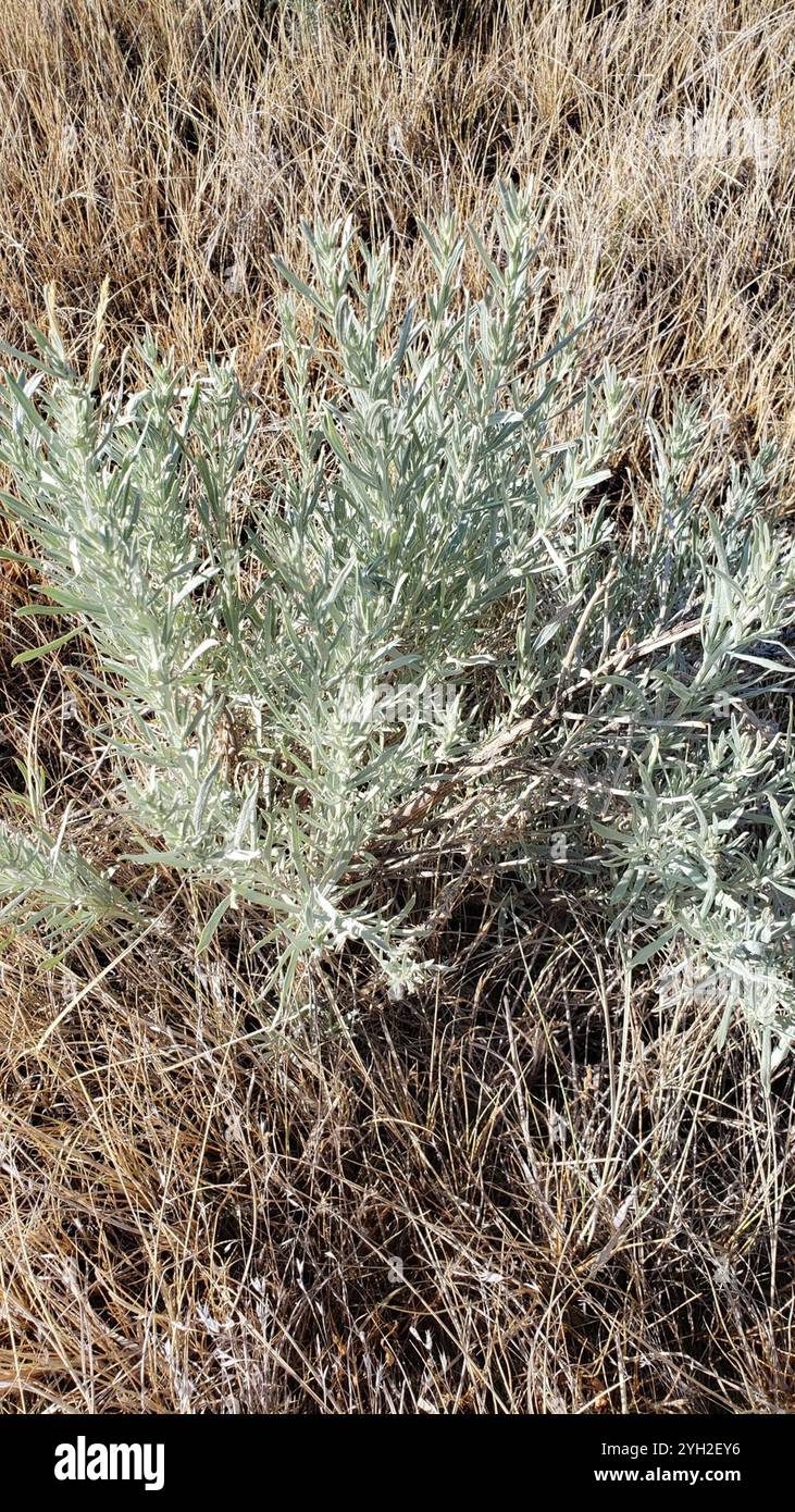 Artemisia cana hi-res stock photography and images - Alamy