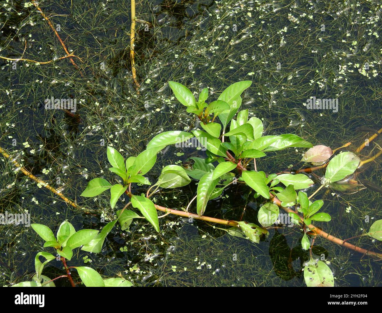 floating primrose-willow (Ludwigia peploides Stock Photo - Alamy