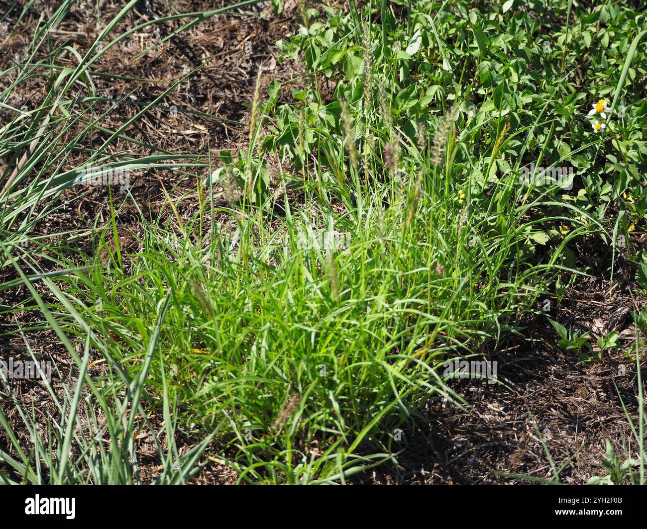 buffelgrass (Cenchrus ciliaris Stock Photo - Alamy