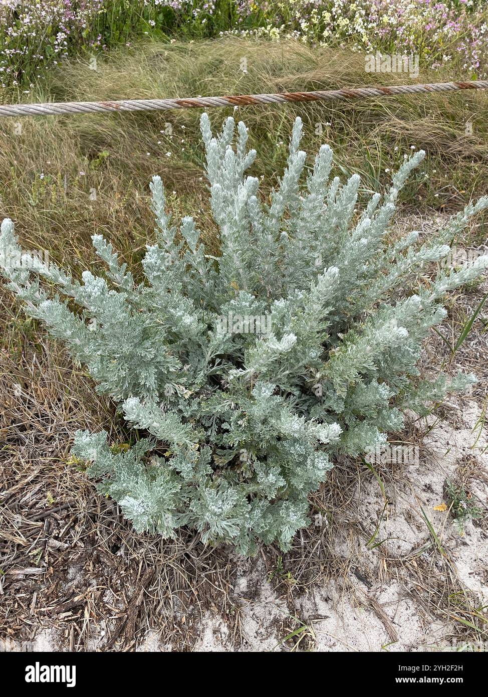 coastal sagewort (Artemisia pycnocephala Stock Photo - Alamy