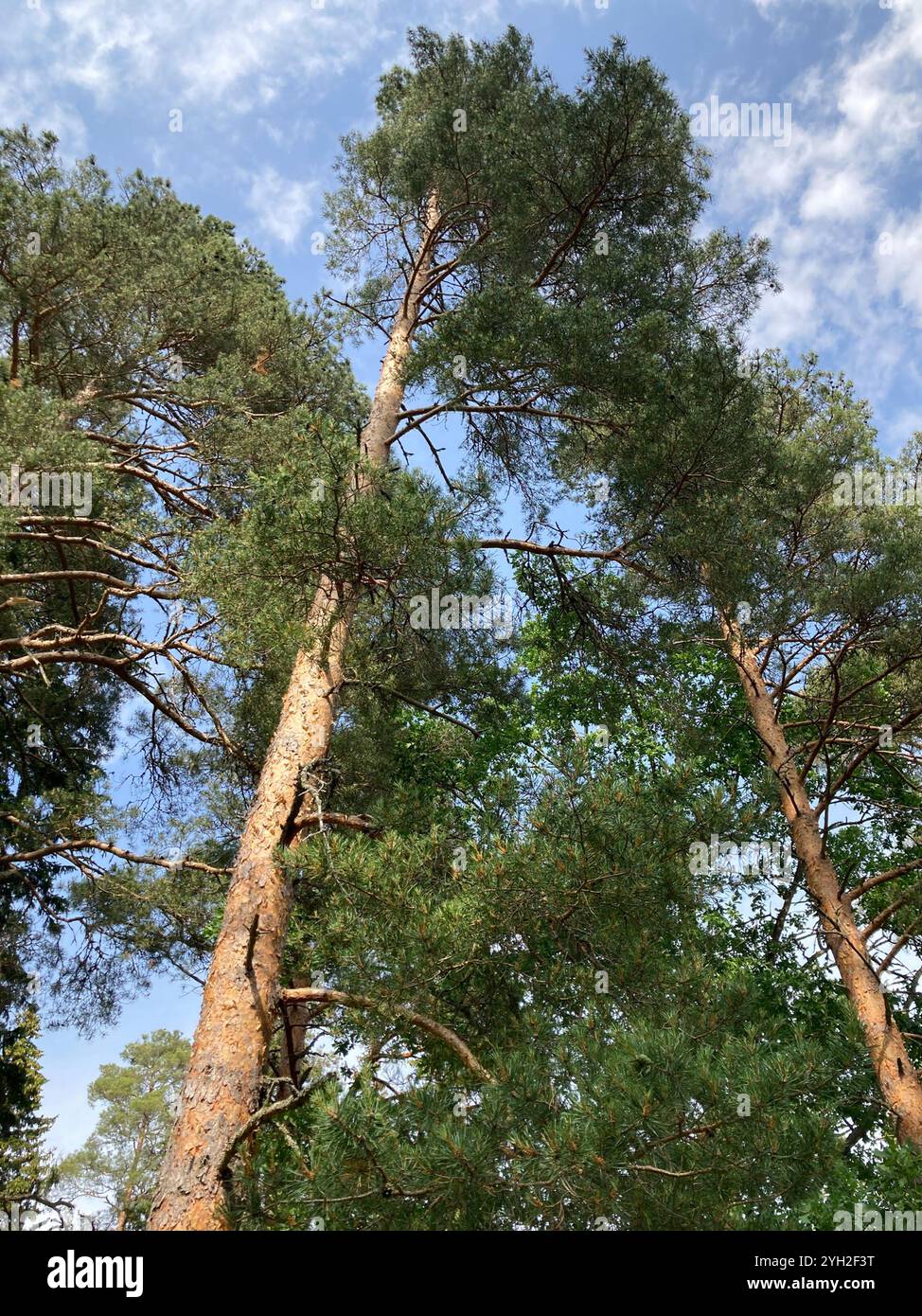 European Scots Pine (Pinus sylvestris sylvestris Stock Photo - Alamy