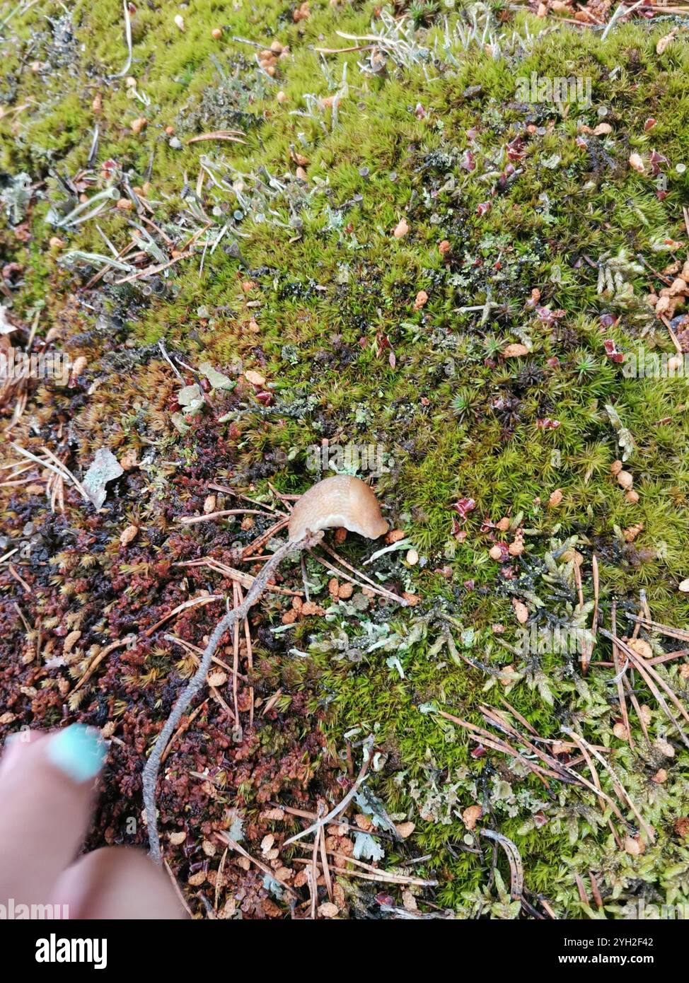 Northern Dusky Slug (Arion fuscus Stock Photo - Alamy