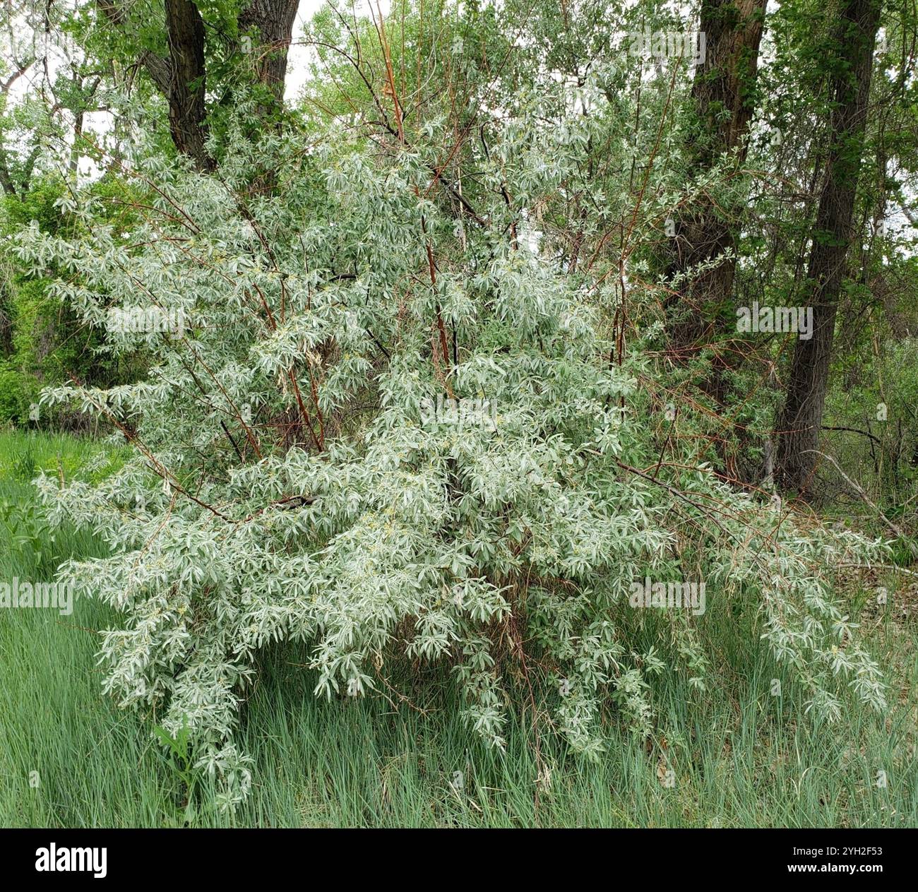 Russian olive (Elaeagnus angustifolia Stock Photo - Alamy