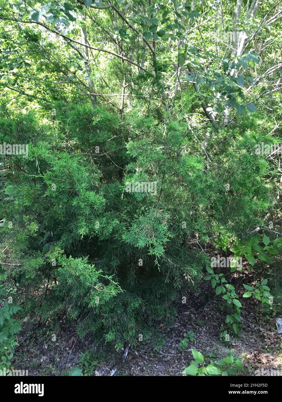 eastern redcedar (Juniperus virginiana Stock Photo - Alamy