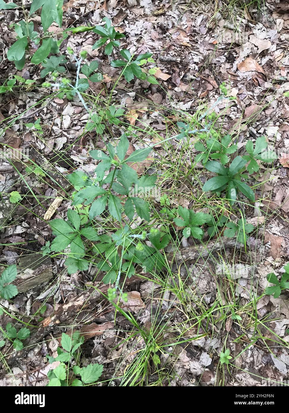 Black Snakeroot (Sanicula canadensis Stock Photo - Alamy