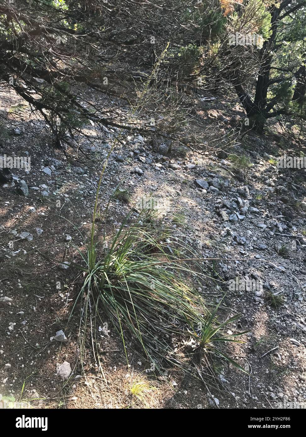 Devil's Shoestring (Nolina lindheimeriana Stock Photo - Alamy