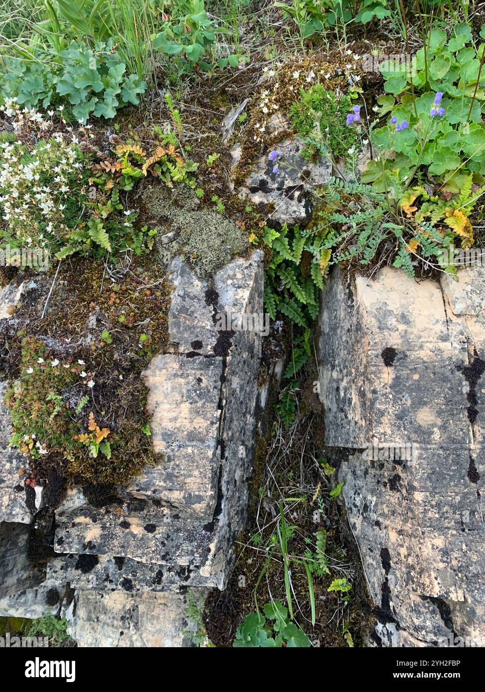 western polypody (Polypodium hesperium Stock Photo - Alamy