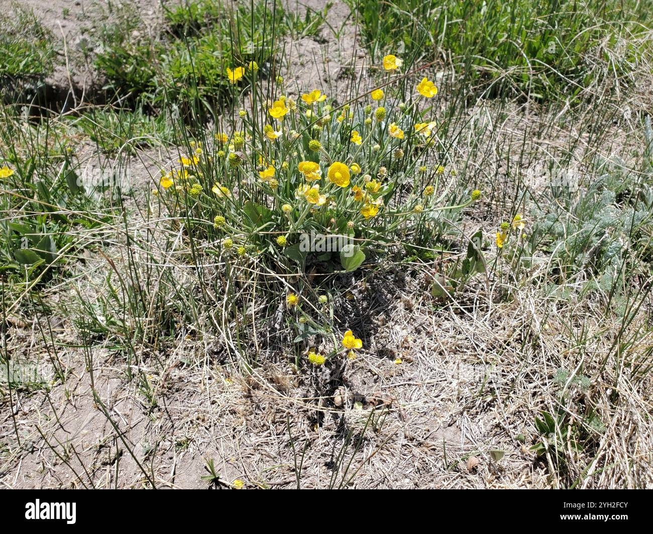 heartleaf buttercup (Ranunculus cardiophyllus Stock Photo - Alamy