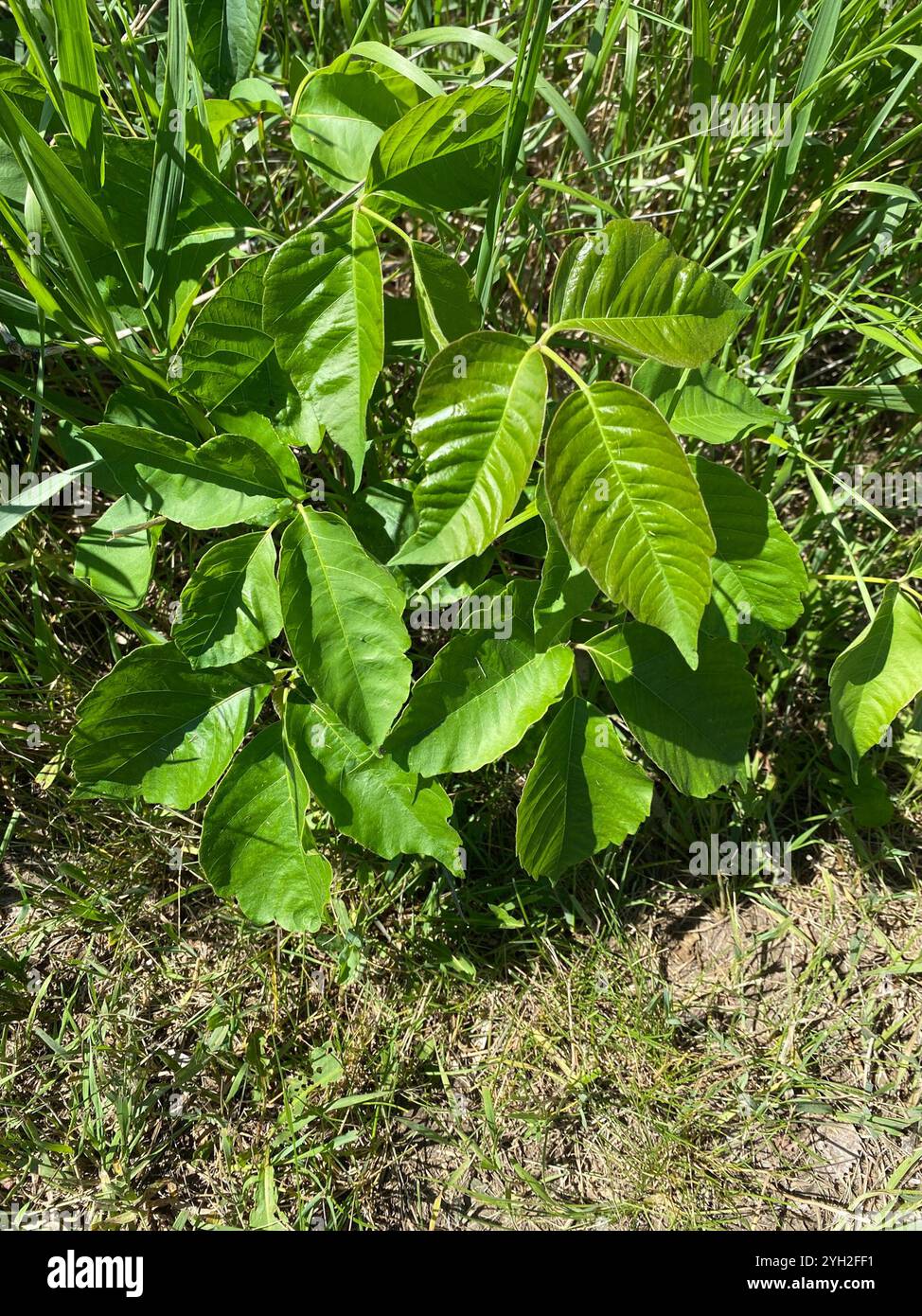 Western Poison Ivy – 5 Plants That Look Like Poison Ivy – QBVN