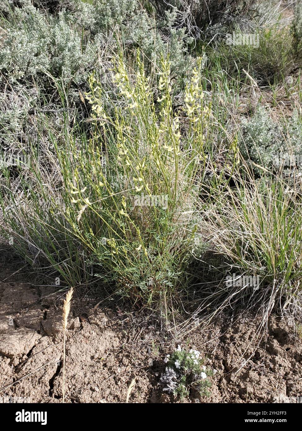 basalt milkvetch (Astragalus filipes Stock Photo - Alamy