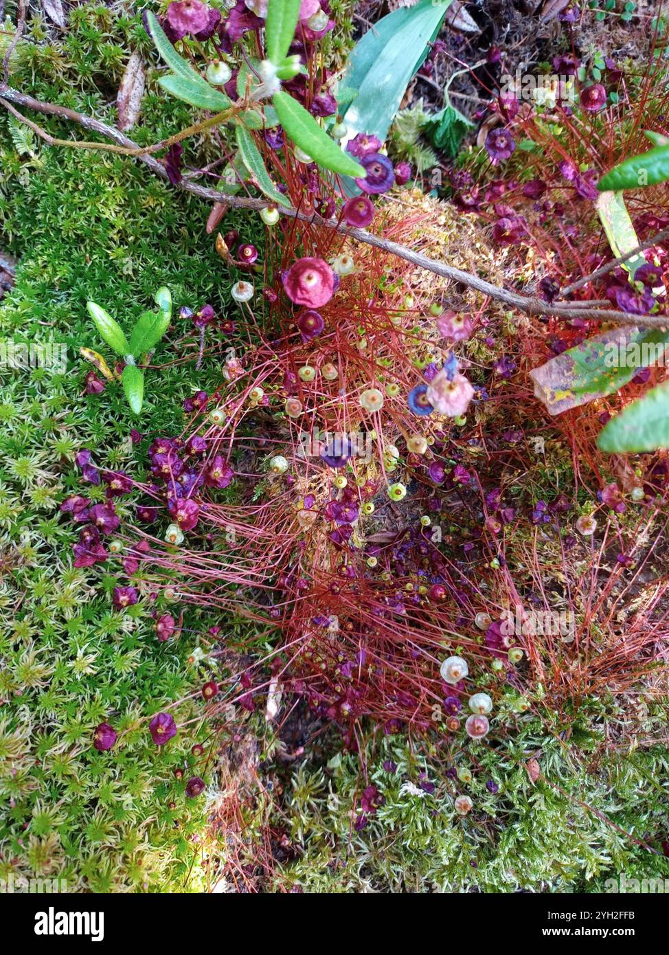 Brilliant Red Dung Moss (Splachnum rubrum Stock Photo - Alamy
