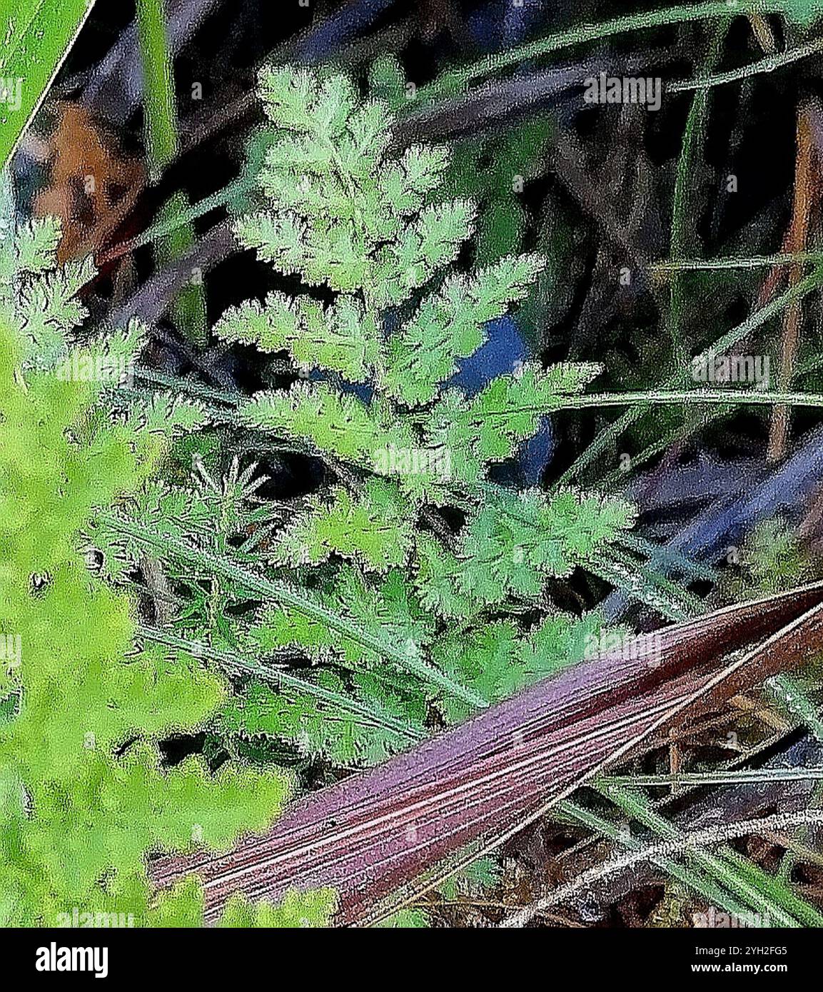 Scented Fern (Anemia caffrorum Stock Photo - Alamy