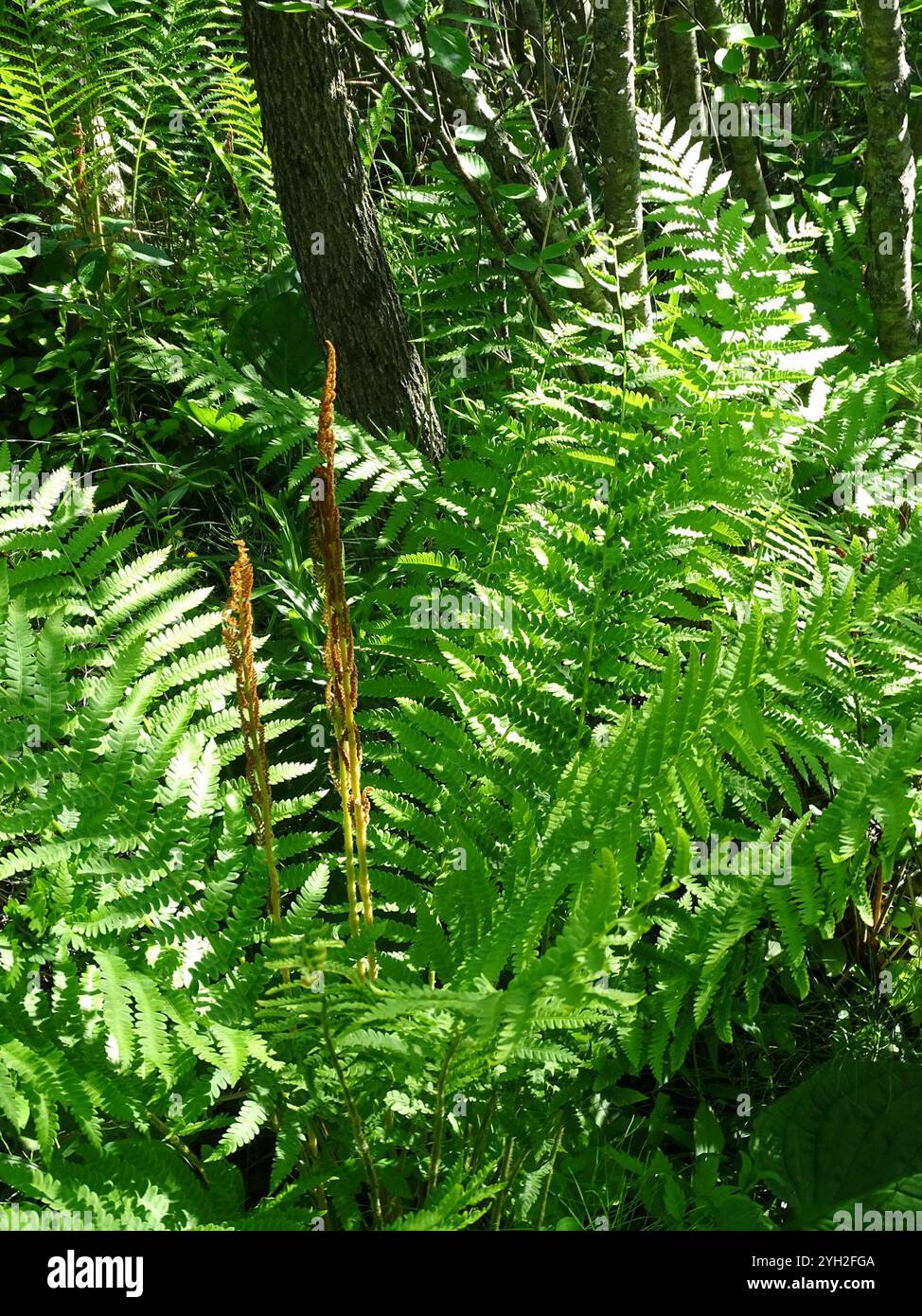 cinnamon fern (Osmundastrum cinnamomeum Stock Photo - Alamy